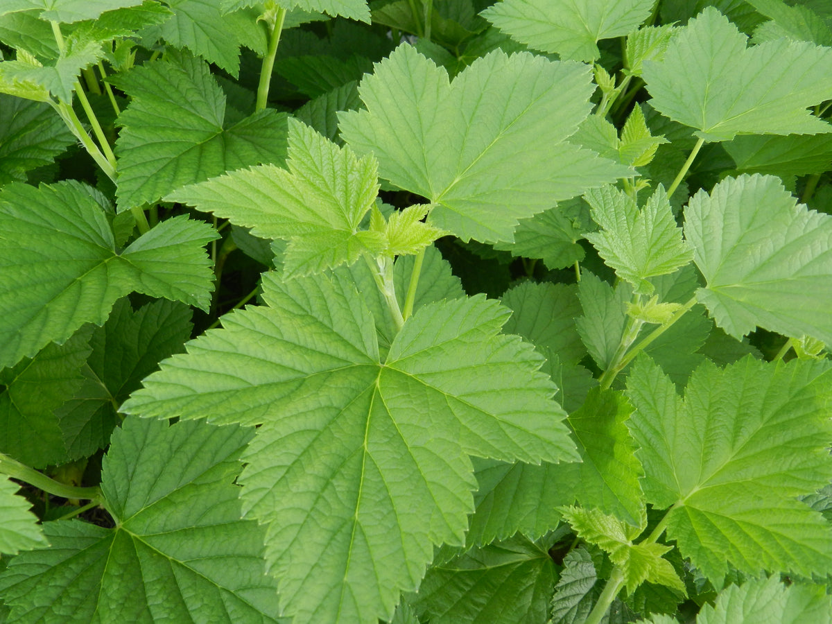 Cassis – Les Tisanes de Fred